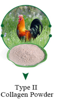 Food Grade GMP Hydrolyzed Collagen Type II Powder For Joint Health